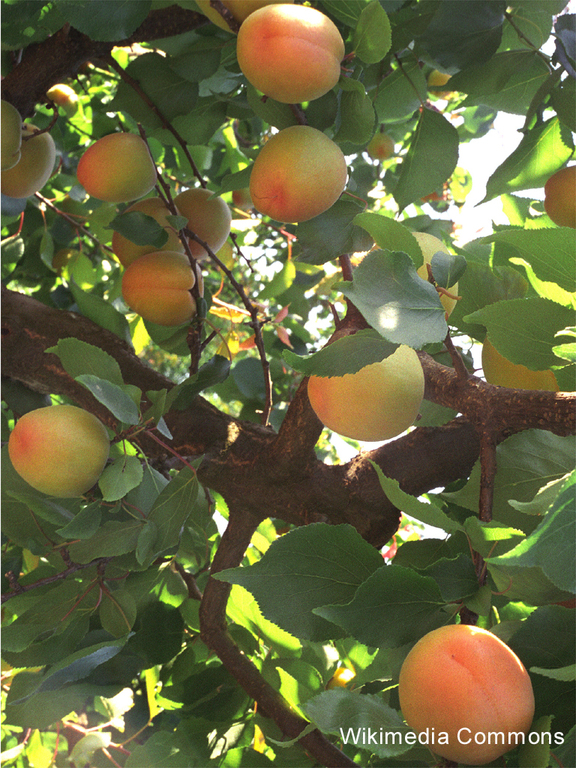 Die Marille – die orange-gelbe Vitaminbombe sorgt für Gaumenfreuden ...