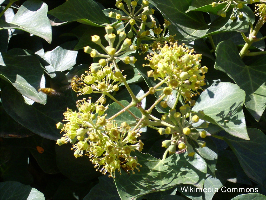 Der Efeu blüht, wenn andere längst Früchte tragen - Herbst in den ...